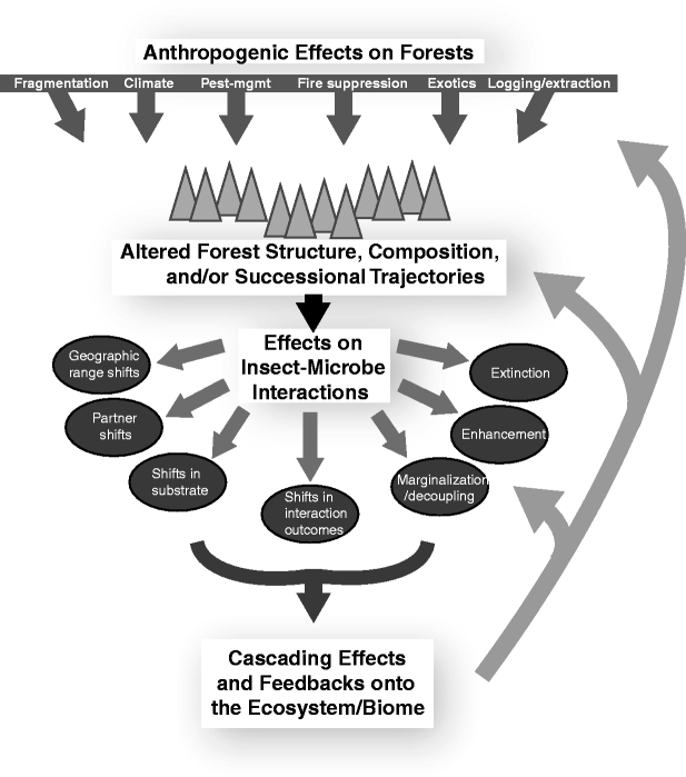 Anthropogenic effects on interaction outcomes: examples from insect ...