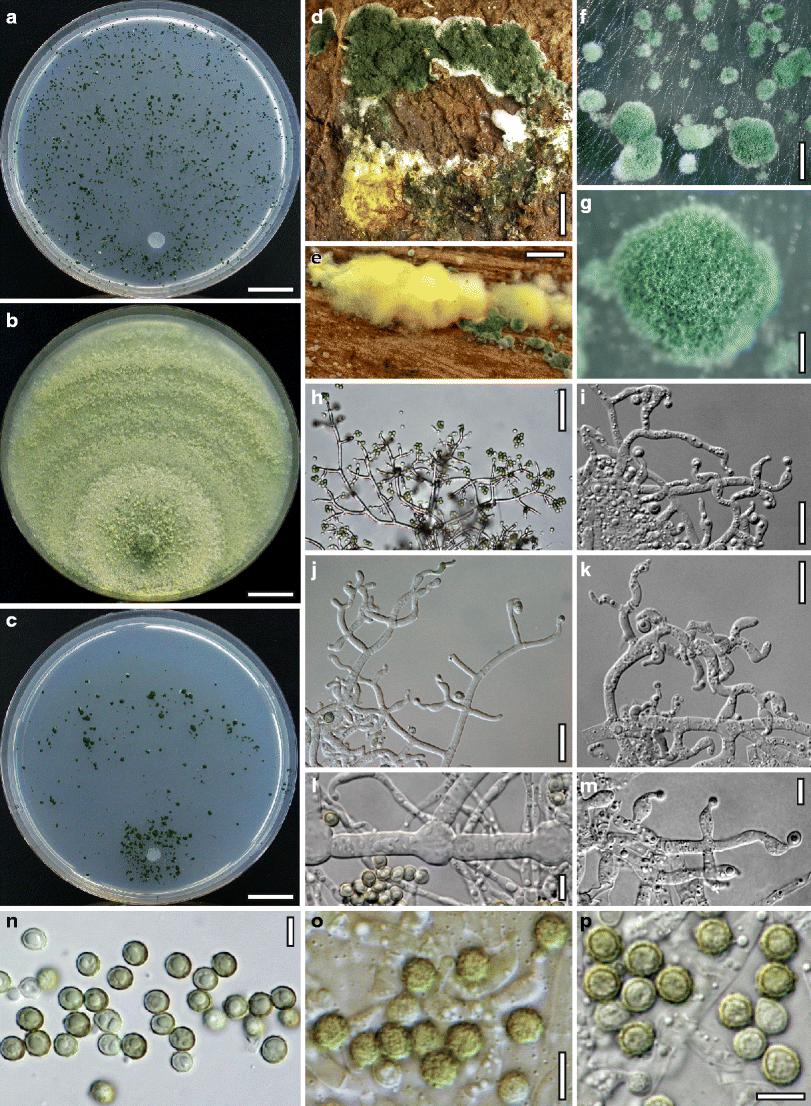 European species of Hypocrea part II: species with hyaline ascospores ...