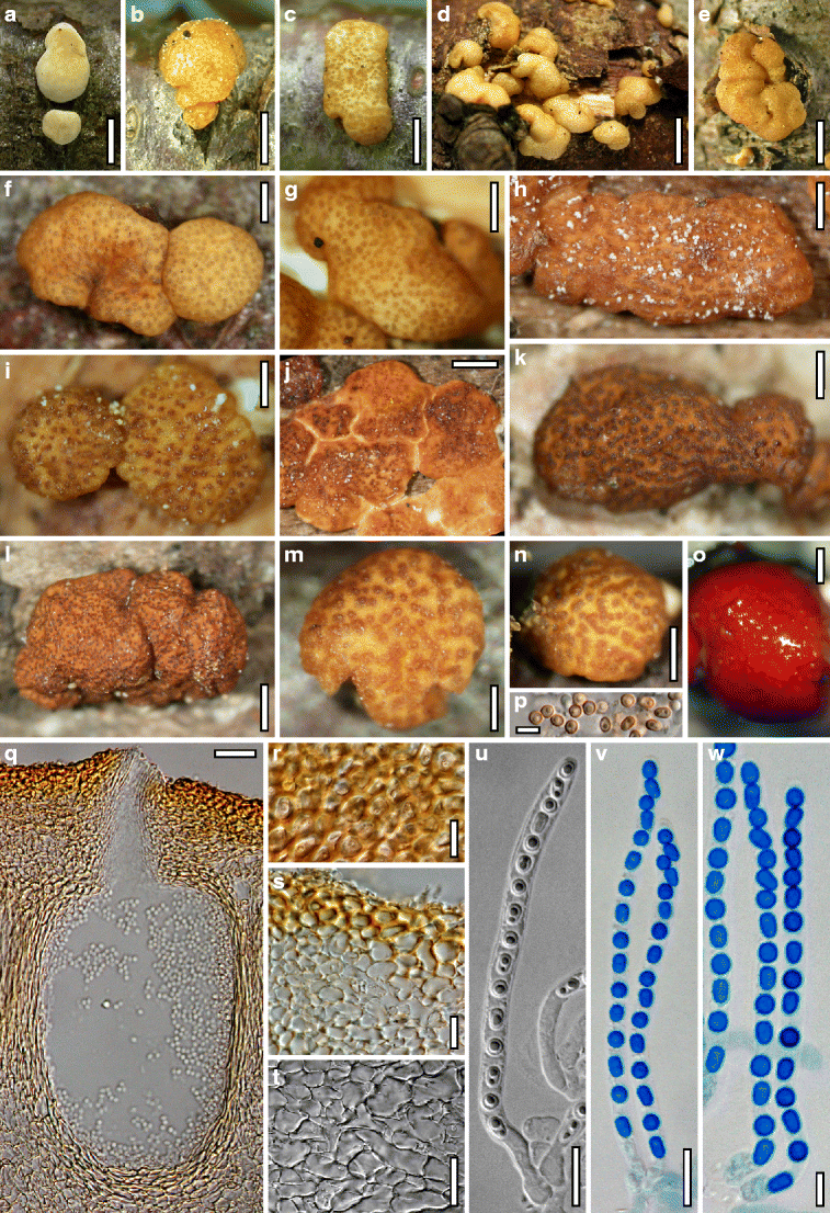 European species of Hypocrea part II: species with hyaline ascospores ...