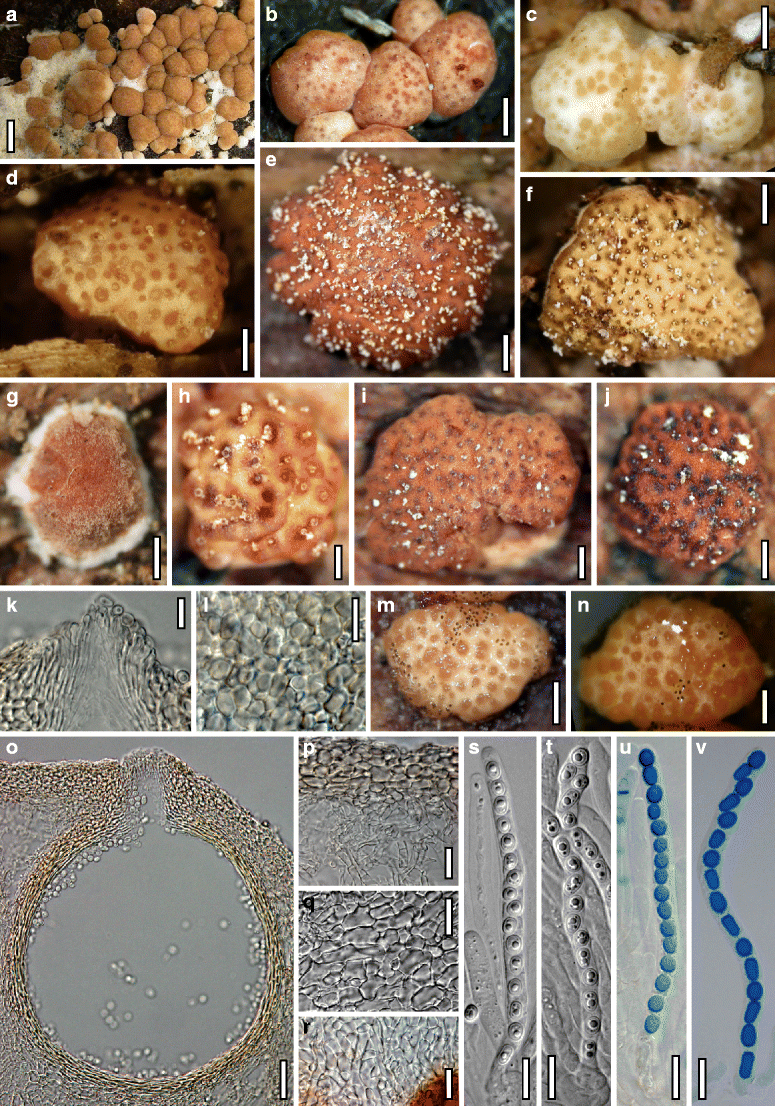 European species of Hypocrea part II: species with hyaline ascospores ...