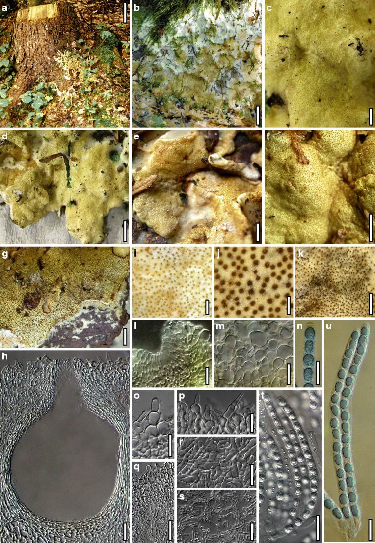 European species of Hypocrea part II: species with hyaline ascospores ...