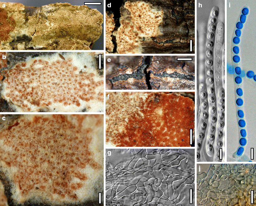 European species of Hypocrea part II: species with hyaline ascospores ...