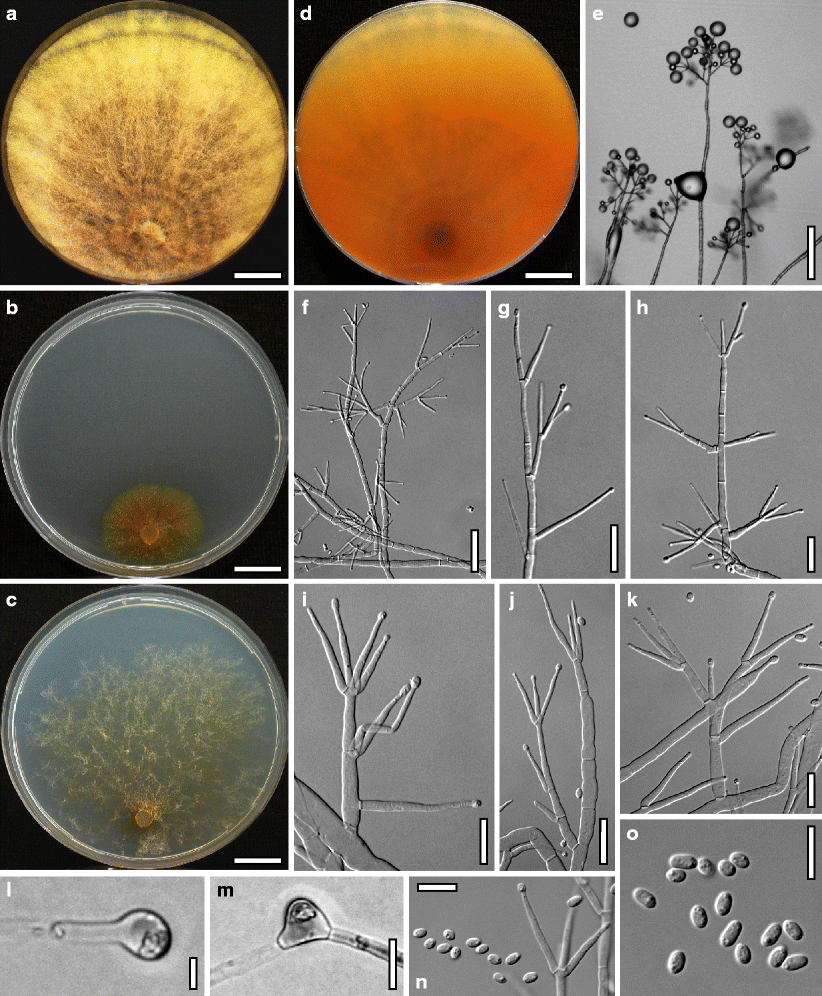 European species of Hypocrea part II: species with hyaline ascospores ...