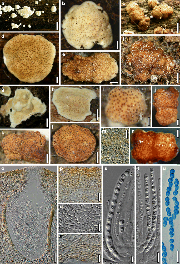 European species of Hypocrea part II: species with hyaline ascospores ...