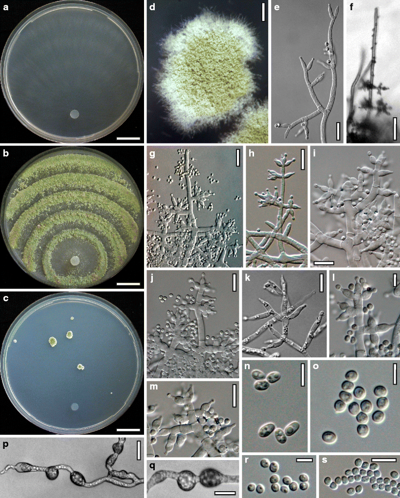 European species of Hypocrea part II: species with hyaline ascospores ...