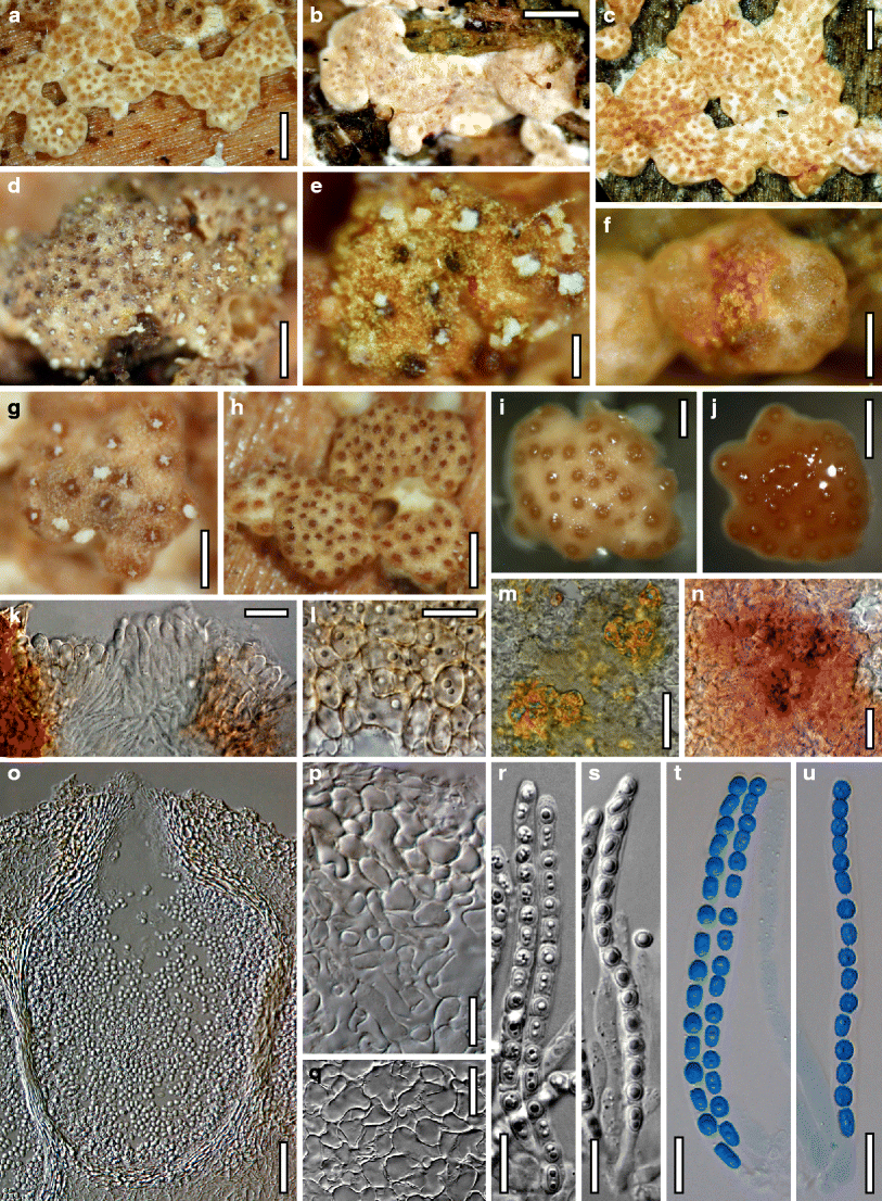 European species of Hypocrea part II: species with hyaline ascospores ...