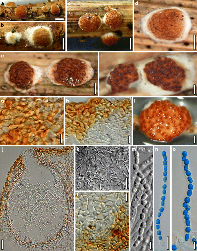 European species of Hypocrea part II: species with hyaline ascospores ...