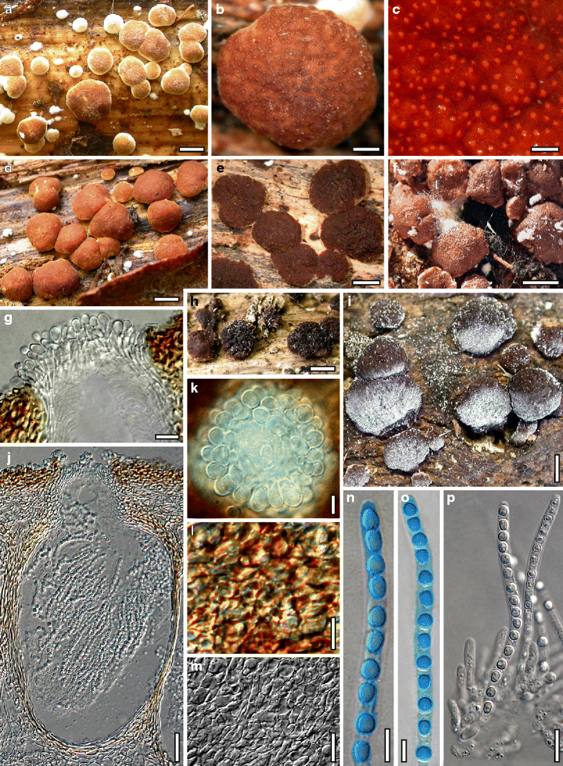 European species of Hypocrea part II: species with hyaline ascospores ...