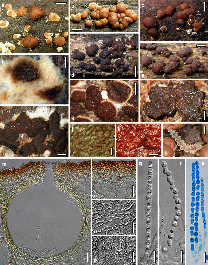 European species of Hypocrea part II: species with hyaline ascospores ...