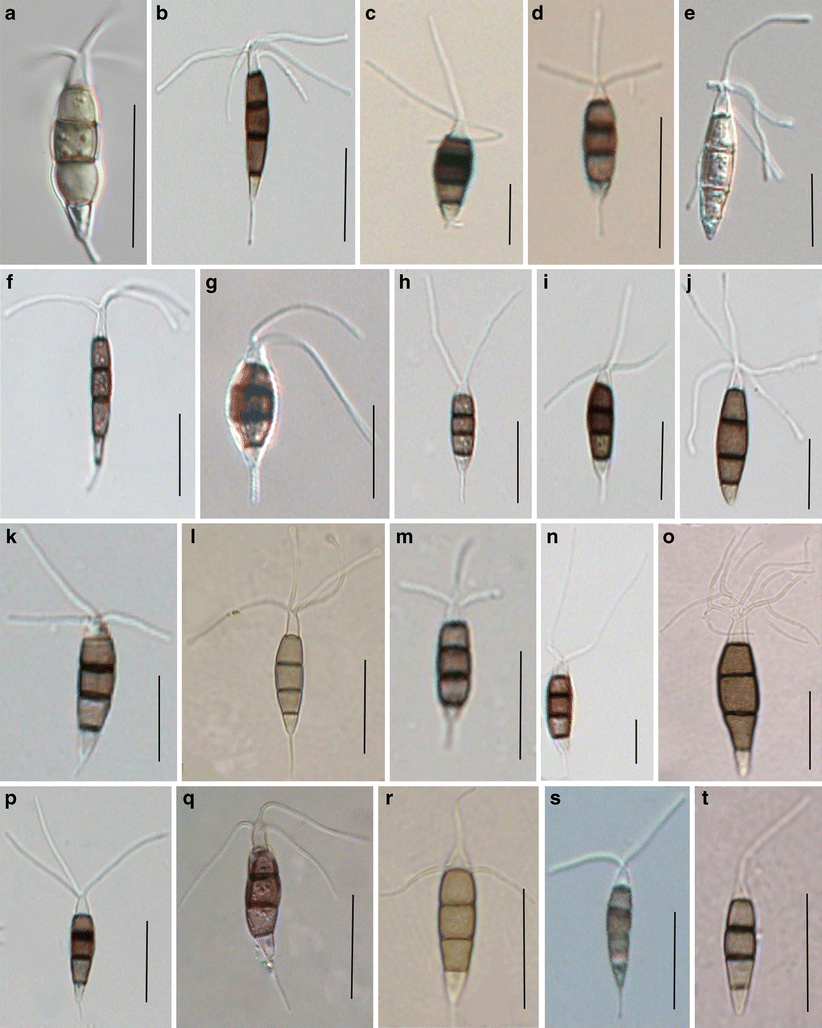 Pestalotiopsis—morphology, phylogeny, biochemistry and diversity ...