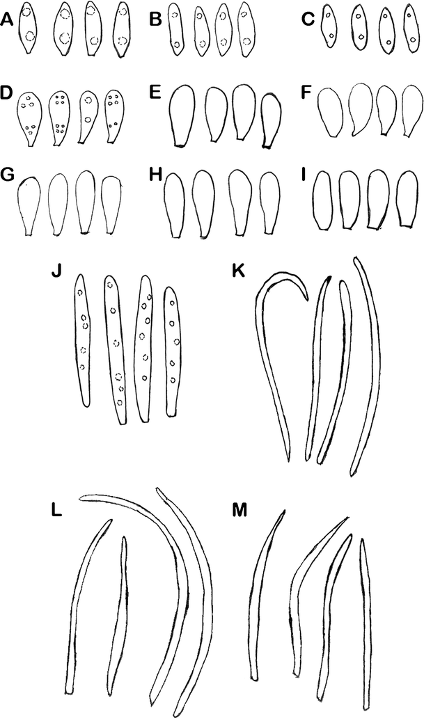 The genus Phomopsis: biology, applications, species concepts and names ...