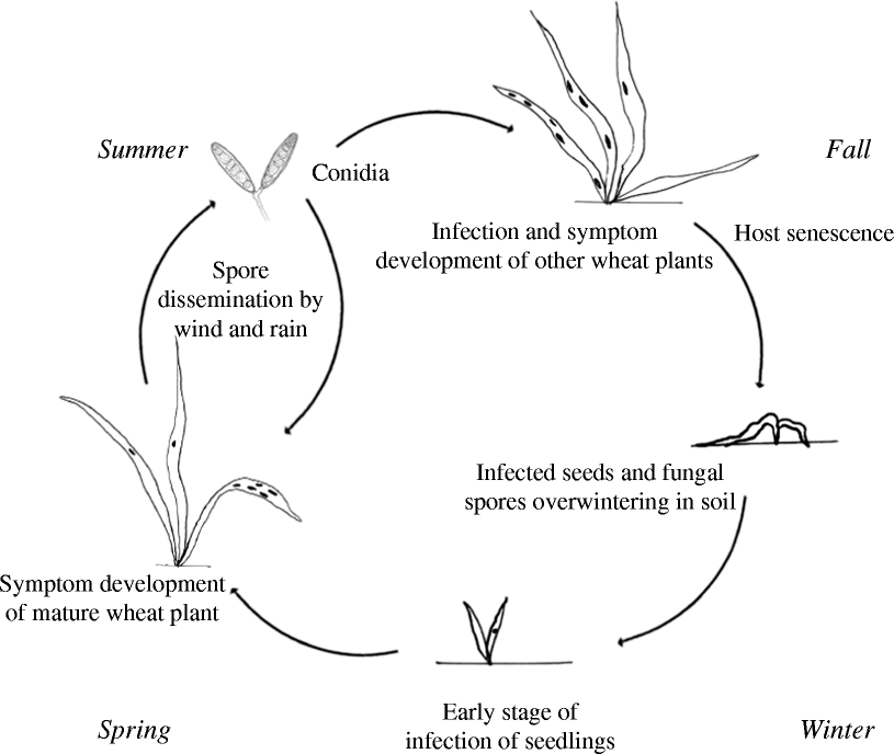 Cochliobolus: an overview and current status of species | SpringerLink