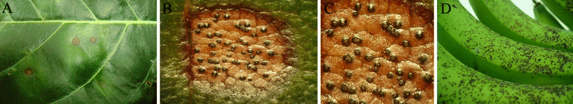 Phyllosticta—an overview of current status of species recognition ...