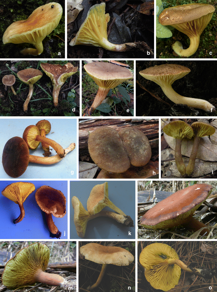 The genus Phylloporus ( Boletaceae, Boletales) from China ...