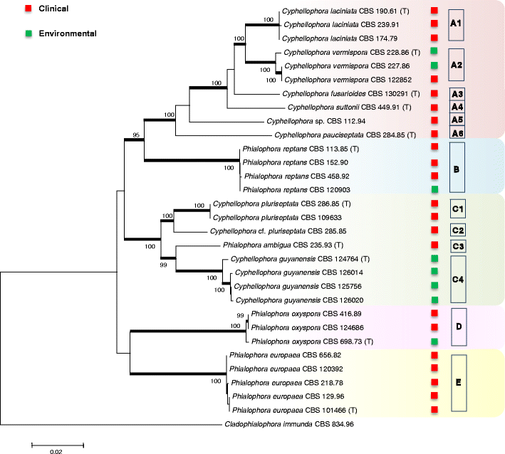 Cyphellophora and its relatives in Phialophora: biodiversity and ...
