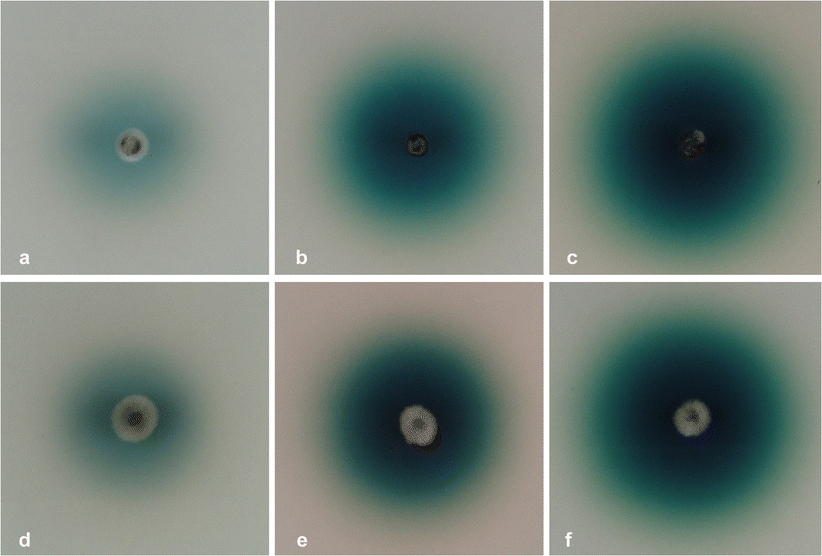 Cyphellophora and its relatives in Phialophora: biodiversity and ...