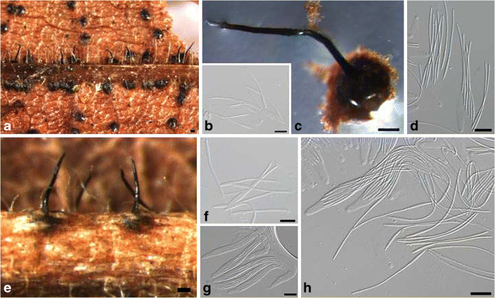 Phylogeny and taxonomy of Ophiognomonia (Gnomoniaceae , Diaporthales ...