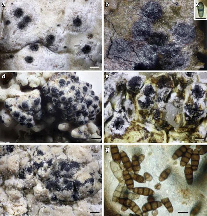 Families of Dothideomycetes | SpringerLink