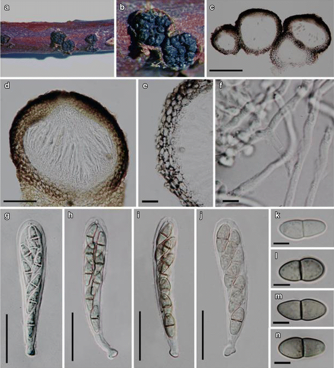 Families of Dothideomycetes | SpringerLink