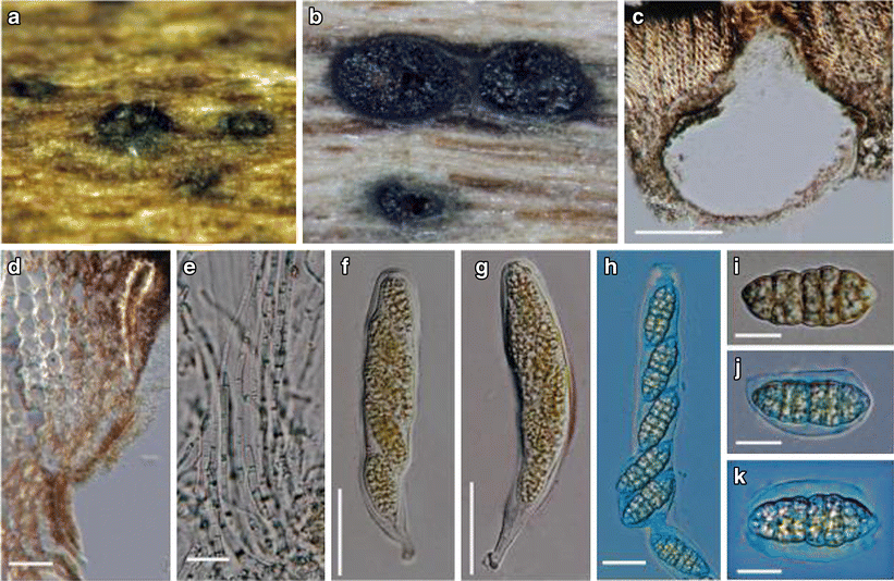 Families of Dothideomycetes | SpringerLink
