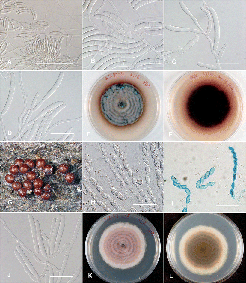Phylogeny and taxonomic revision of Thelonectria discophora ...