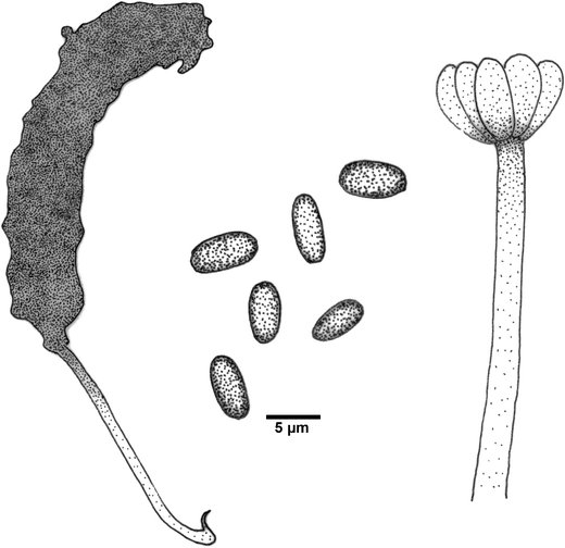 Overview of Stachybotrys ( Memnoniella) and current species status ...