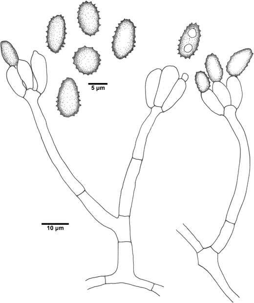 Overview of Stachybotrys ( Memnoniella) and current species status ...
