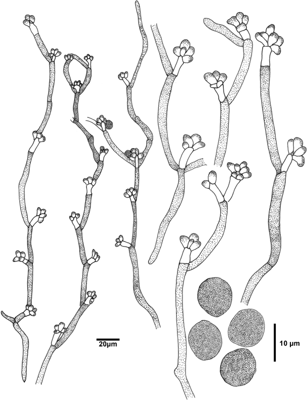 Overview of Stachybotrys ( Memnoniella) and current species status ...