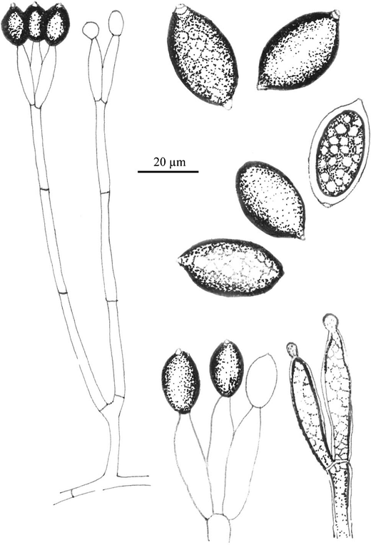 Overview of Stachybotrys ( Memnoniella) and current species status ...