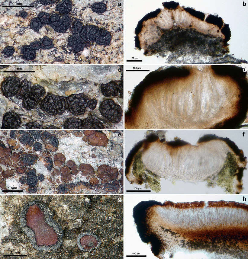 Phylogeny of the Acarosporaceae (Lecanoromycetes, Ascomycota, Fungi ...