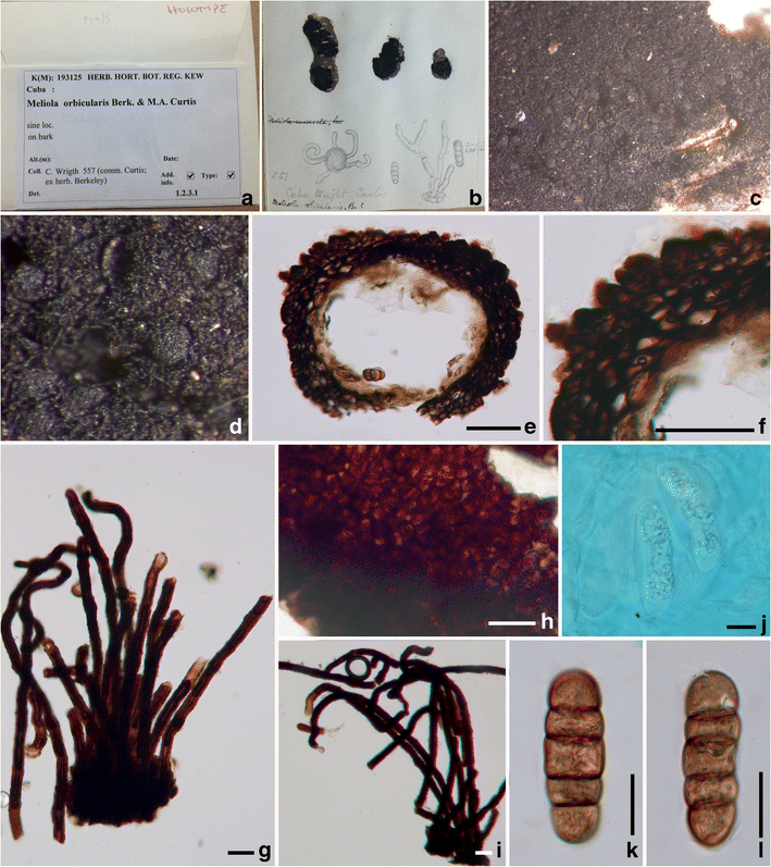 Meliolales | SpringerLink