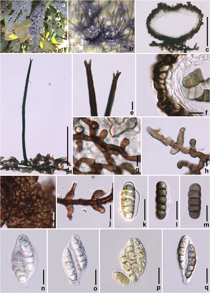 Meliolales | SpringerLink