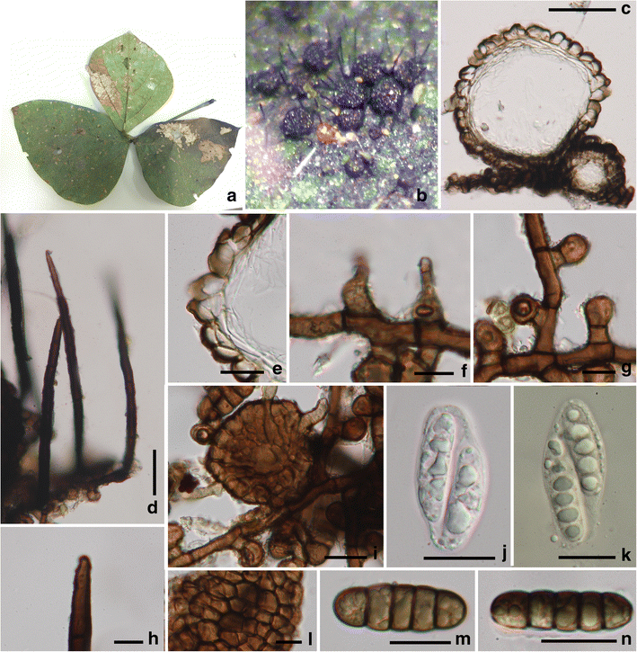 Meliolales | SpringerLink