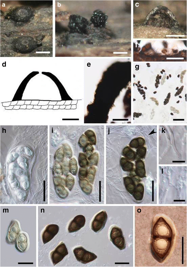 Fungal diversity notes 111–252—taxonomic and phylogenetic contributions ...