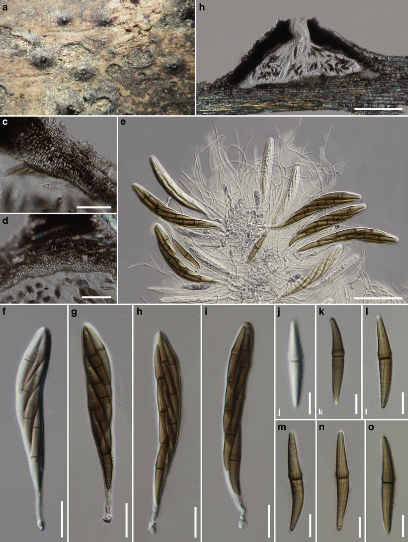 Towards a natural classification of Astrosphaeriella-like species ...