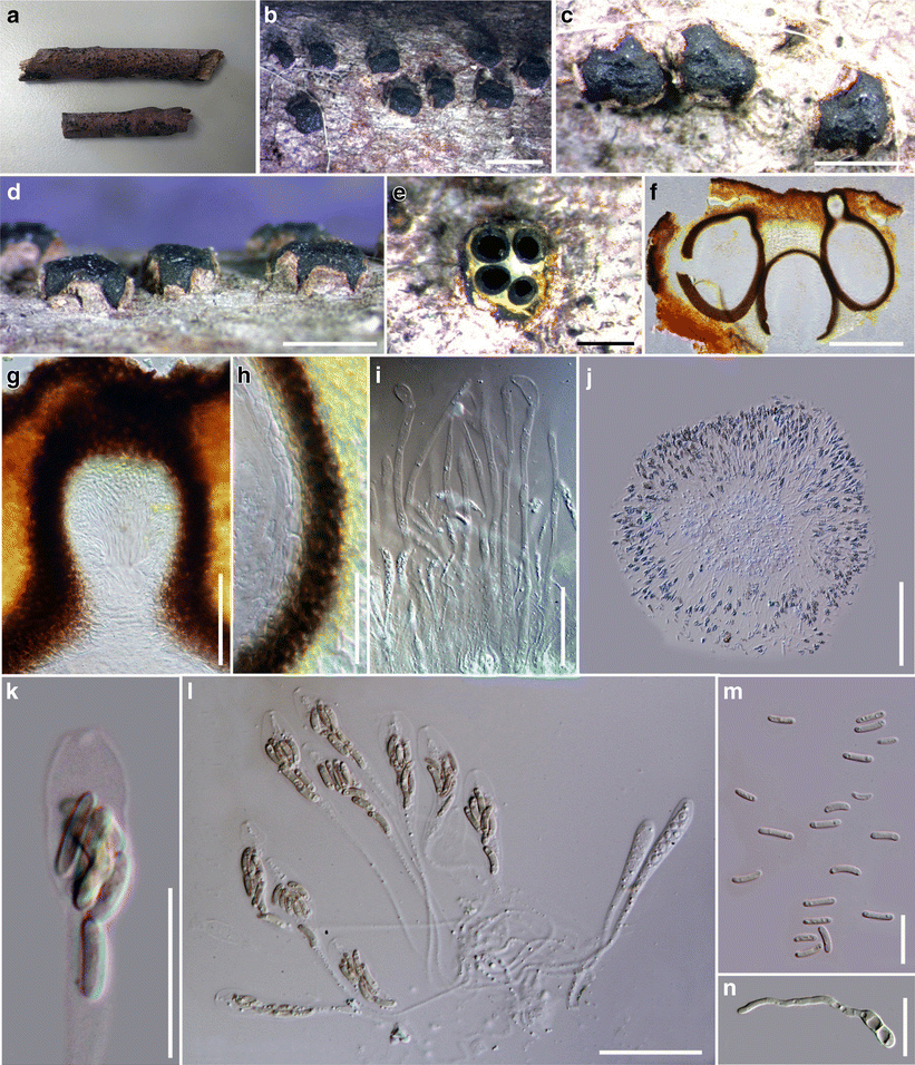Fungal diversity notes 253–366: taxonomic and phylogenetic ...
