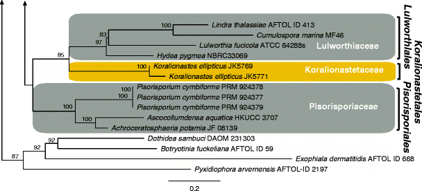 Families of Sordariomycetes | SpringerLink