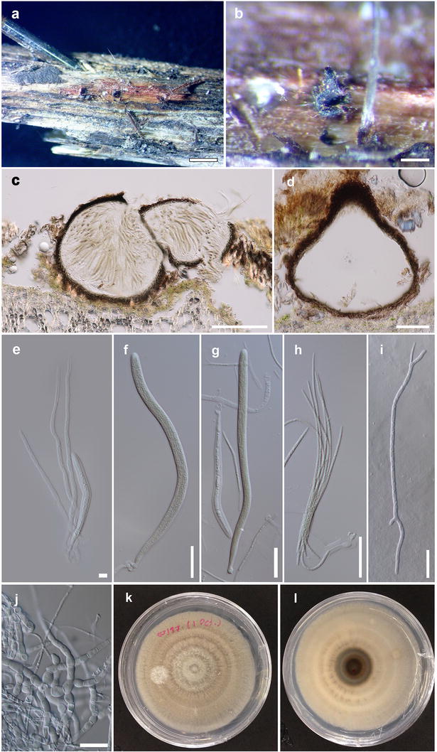 Fungal diversity notes 367–490: taxonomic and phylogenetic ...