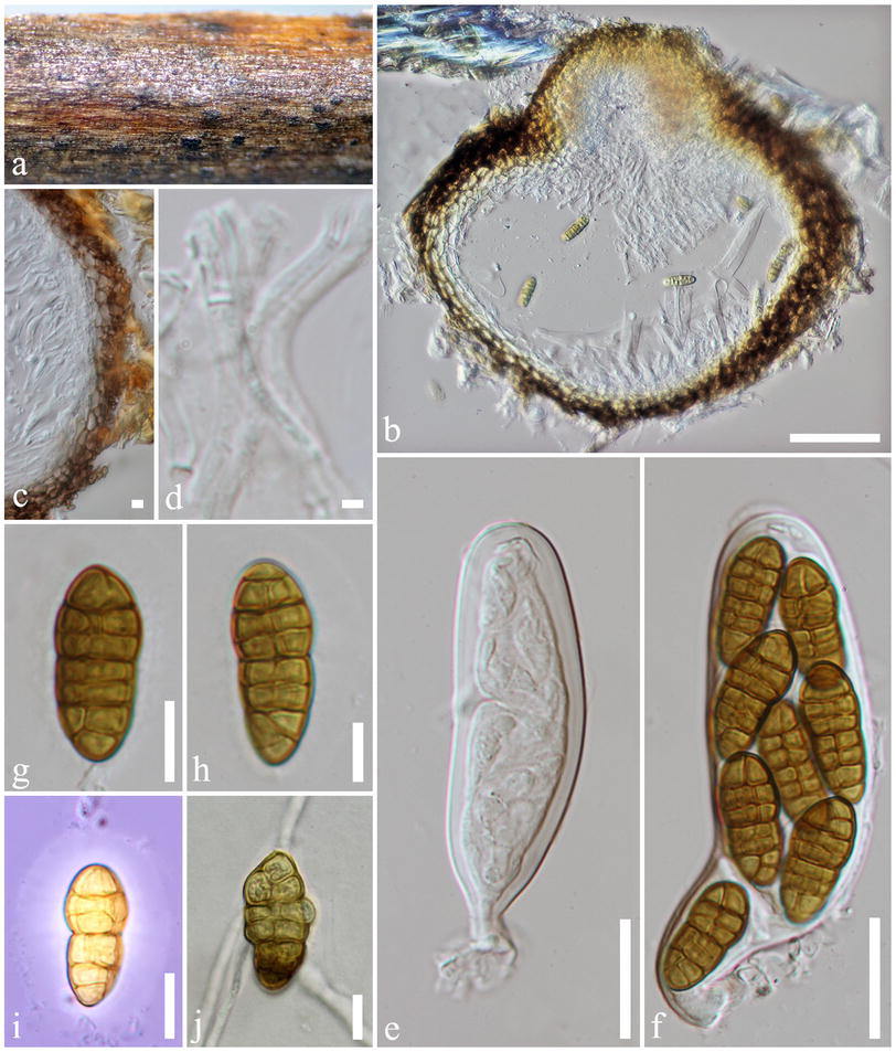 Fungal diversity notes 367–490: taxonomic and phylogenetic ...