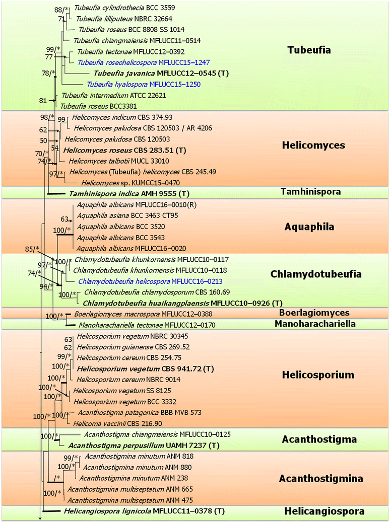 Fungal diversity notes 367–490: taxonomic and phylogenetic ...