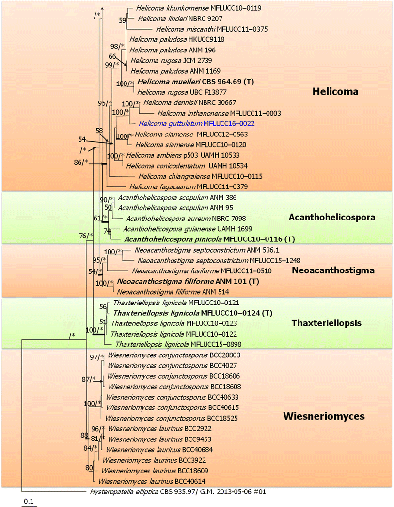 Fungal diversity notes 367–490: taxonomic and phylogenetic ...