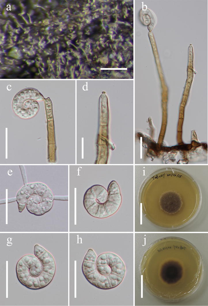 Fungal diversity notes 367–490: taxonomic and phylogenetic ...