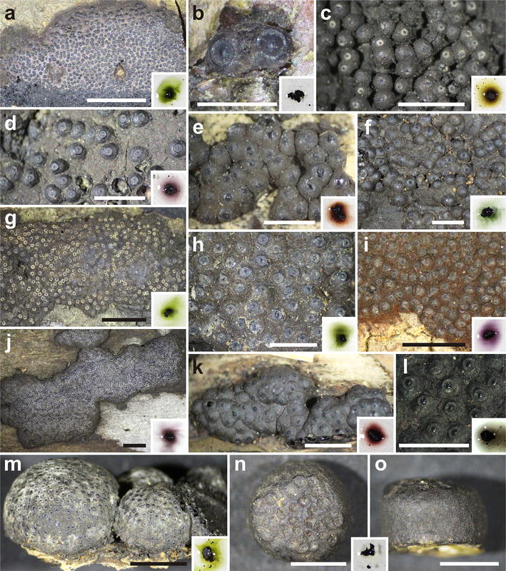 Phylogenetic and chemotaxonomic resolution of the genus Annulohypoxylon ...