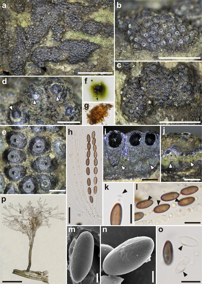 Phylogenetic and chemotaxonomic resolution of the genus Annulohypoxylon ...