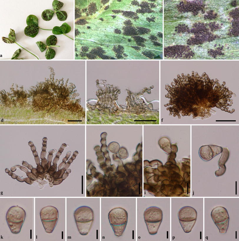 Fungal diversity notes 491–602: taxonomic and phylogenetic ...