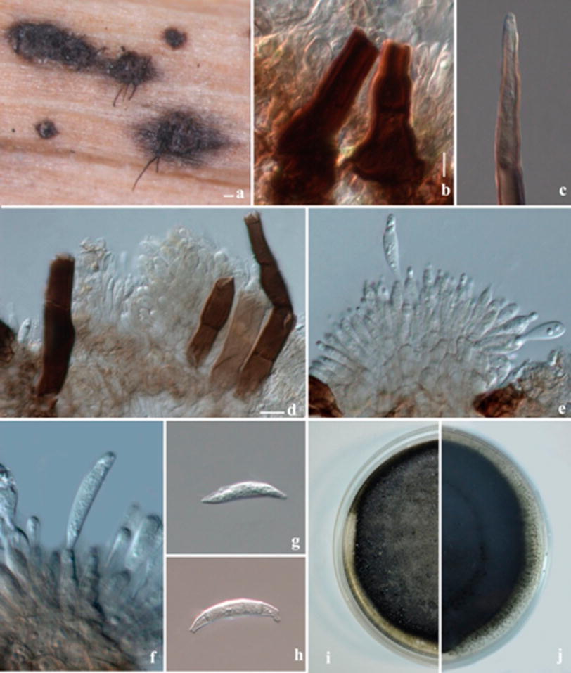 Fungal diversity notes 491–602: taxonomic and phylogenetic ...