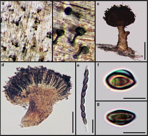 DISCOMYCETES: the apothecial representatives of the phylum Ascomycota ...