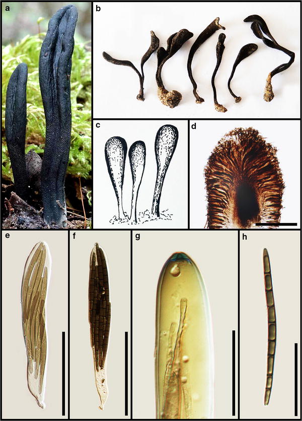DISCOMYCETES: the apothecial representatives of the phylum Ascomycota ...