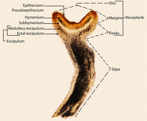 DISCOMYCETES: the apothecial representatives of the phylum Ascomycota ...