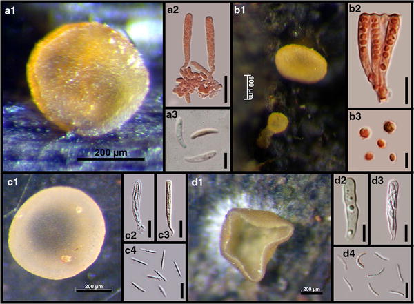 DISCOMYCETES: the apothecial representatives of the phylum Ascomycota ...